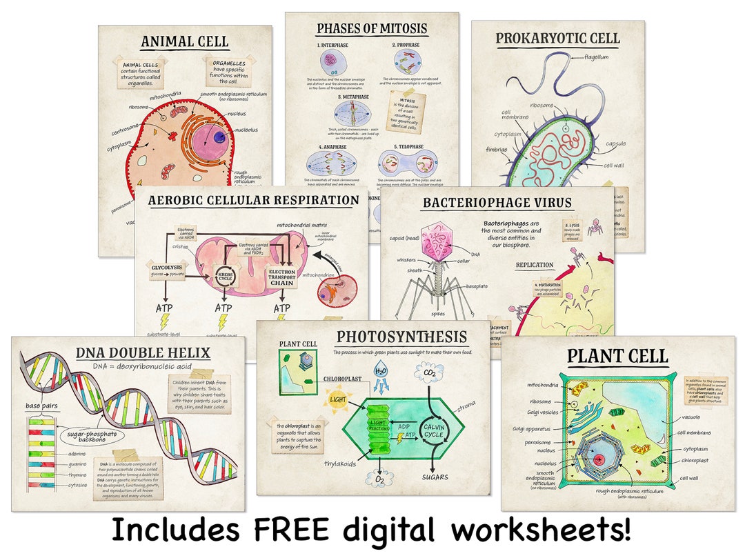 Cellular Structure and Functions Classroom Poster Set. Fine Art Paper ...