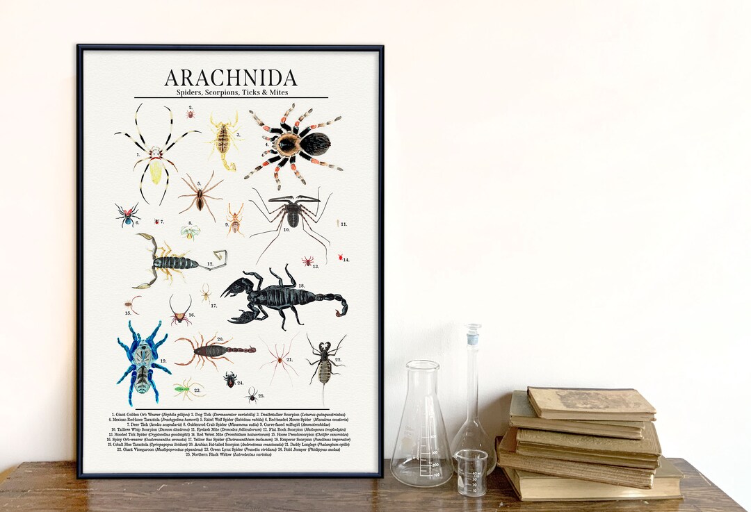 Class Arachnida - Spiders and More - Science Classroom Poster. Fine Art ...
