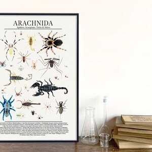 Class Arachnida - Spiders and More - Science Classroom Poster. Fine Art ...