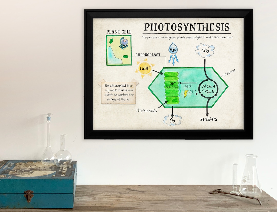 Photosynthesis Cellular Function Classroom Poster. Fine Art Paper ...