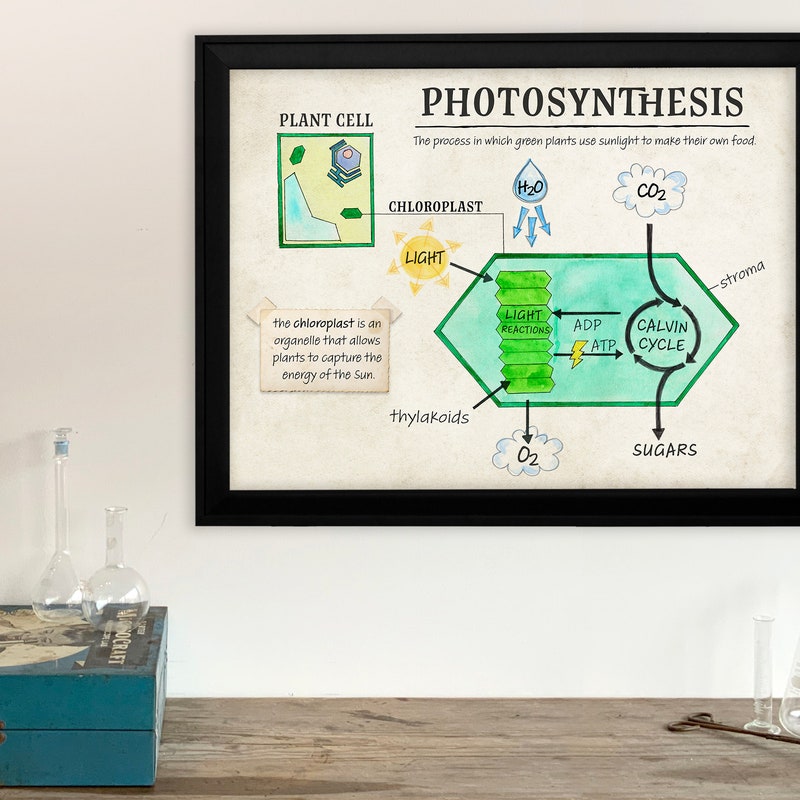Photosynthesis Poster - Etsy