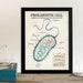 Prokaryotic Cell Cellular Structure Classroom Poster. Fine Art Paper ...