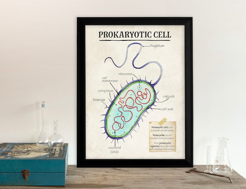 Prokaryotic Cell Cellular Structure Classroom Poster. Fine Art - Etsy