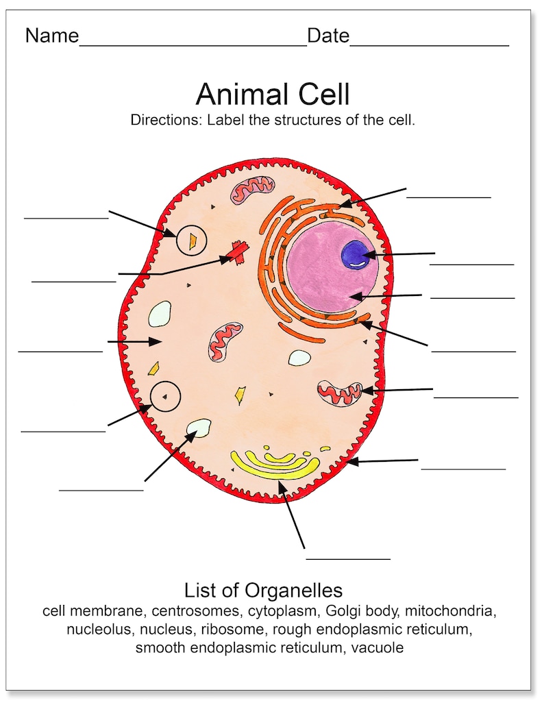 Animal Cell Cellular Structure Classroom Poster. Fine Art - Etsy