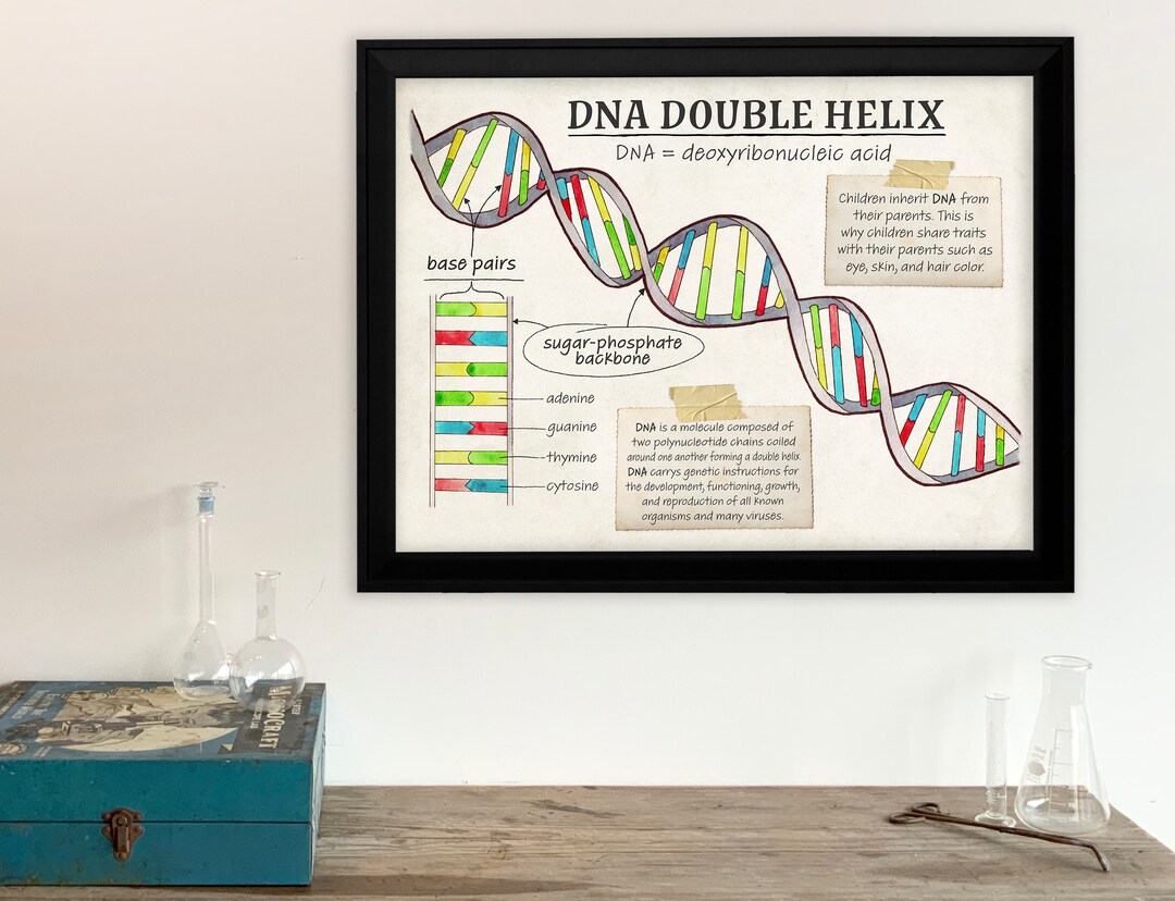 DNA Cellular Function Classroom Poster. Fine Art Paper, Laminated, or ...