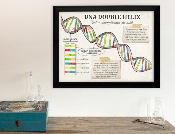 DNA Cellular Function Classroom Poster. Fine Art Paper | Etsy