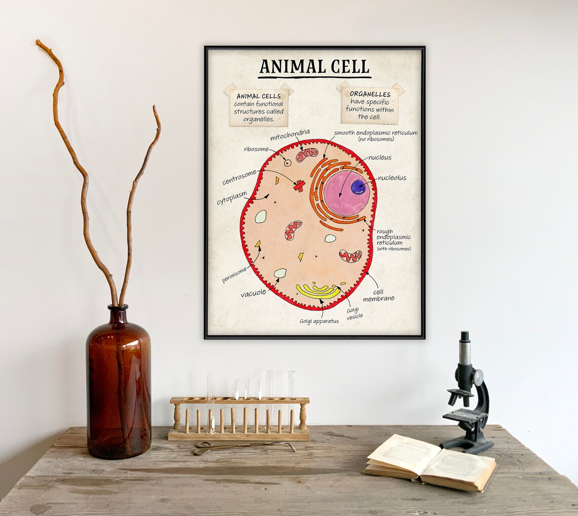 Animal Cell Cellular Structure Classroom Poster. Fine Art | Etsy