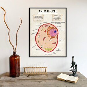 Animal Cell Cellular Structure Classroom Poster. Fine Art Paper ...