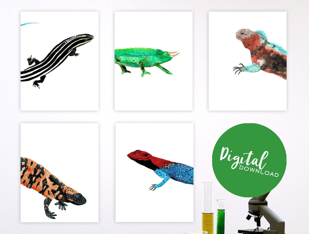 Lizards Gallery Wall Elementary and Middle School Scientific Classroom ...