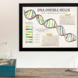Cellular Structure and Functions Classroom Poster Set. Fine Art Paper ...