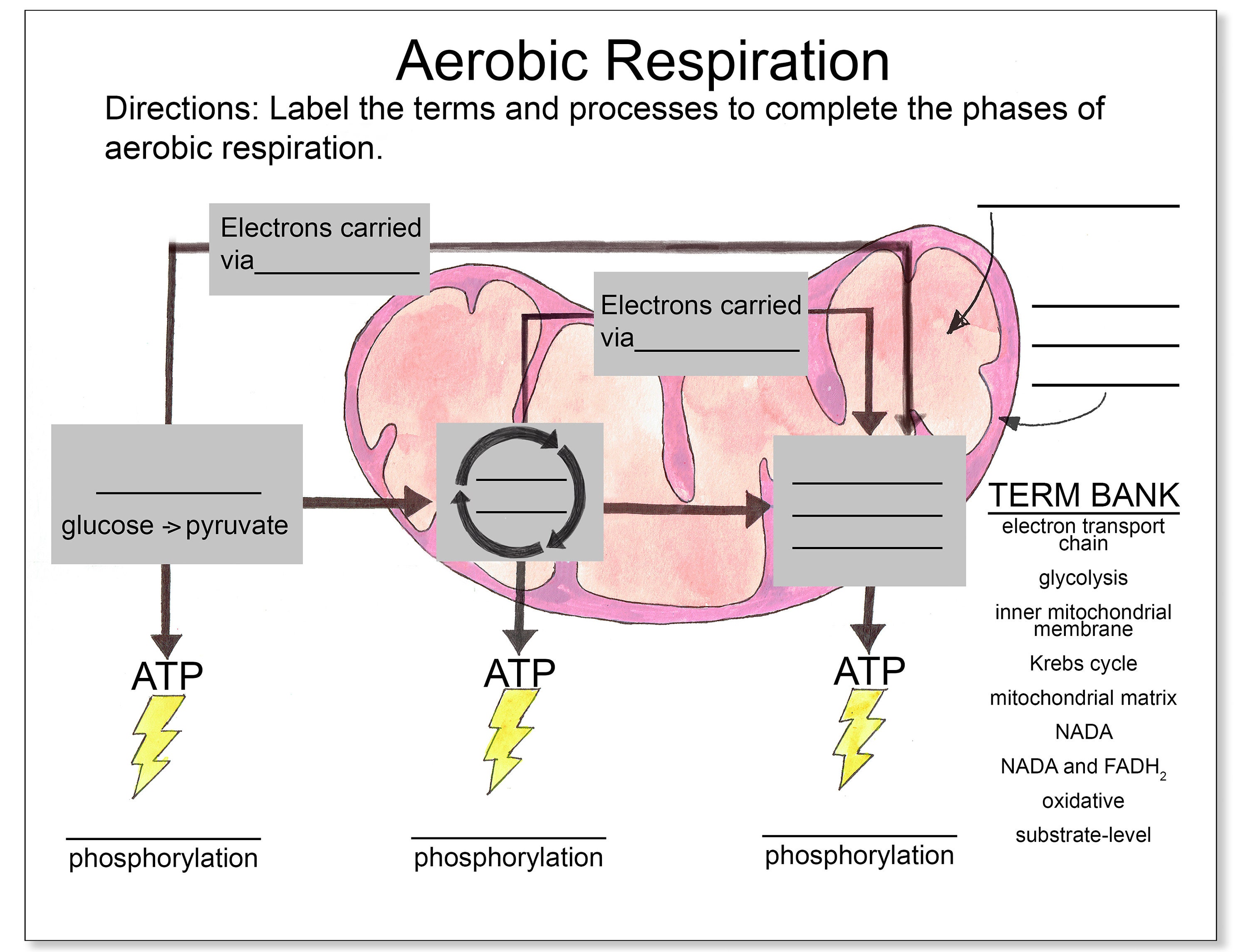 Aerobic Respiration For Kids