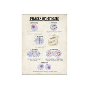 Phases of Mitosis Cellular Function Classroom Poster. Fine Art Paper ...