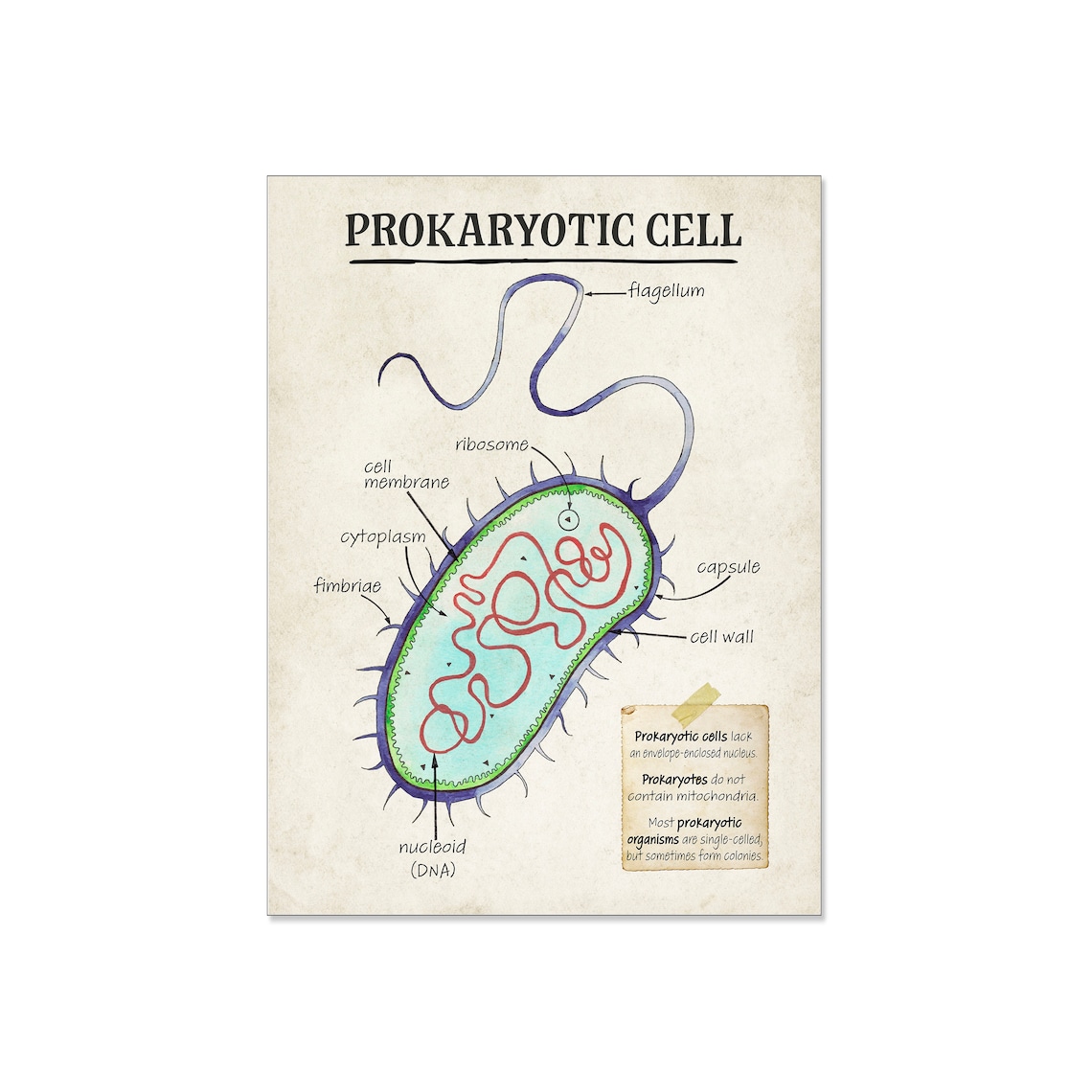 Prokaryotic Cell Cellular Structure Classroom Poster. Fine Art Paper ...