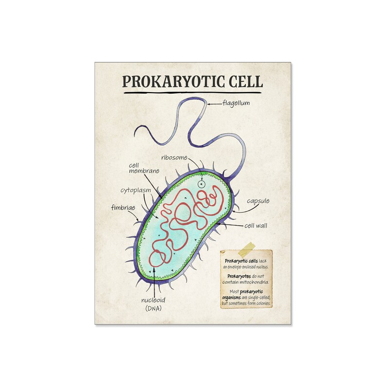 Prokaryotic Cell Cellular Structure Classroom Poster. Fine Art - Etsy