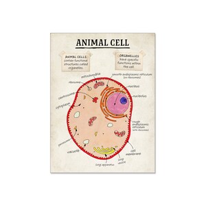 Animal Cell Cellular Structure Classroom Poster. Fine Art Paper ...