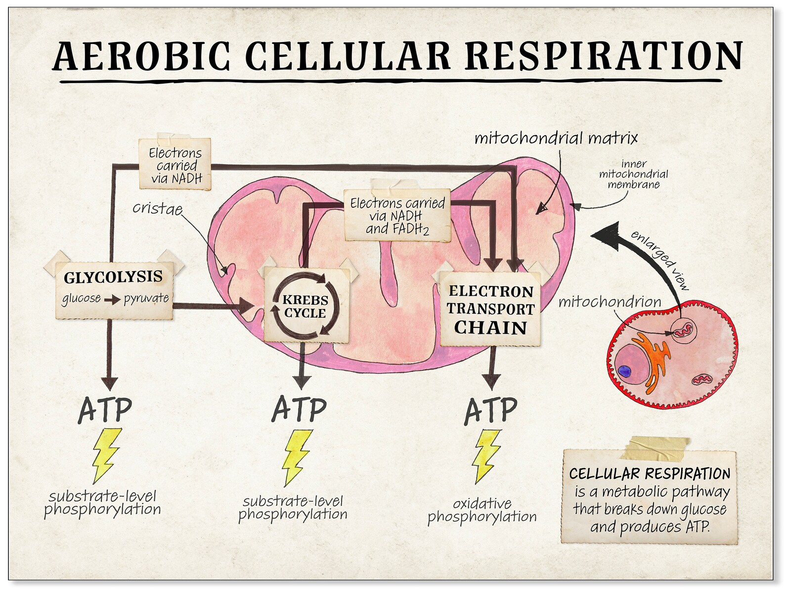 Aerobic Respiration Cellular Function Classroom Poster. Fine - Etsy