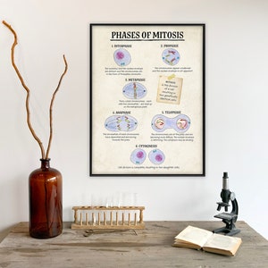 Phases of Mitosis Cellular Function Classroom Poster. Fine Art Paper ...