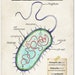 Prokaryotic Cell Cellular Structure Classroom Poster. Fine Art Paper ...