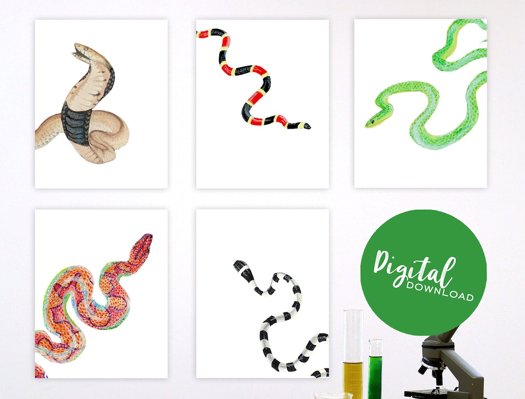 Snakes Gallery Wall Elementary and Middle School Scientific Classroom ...