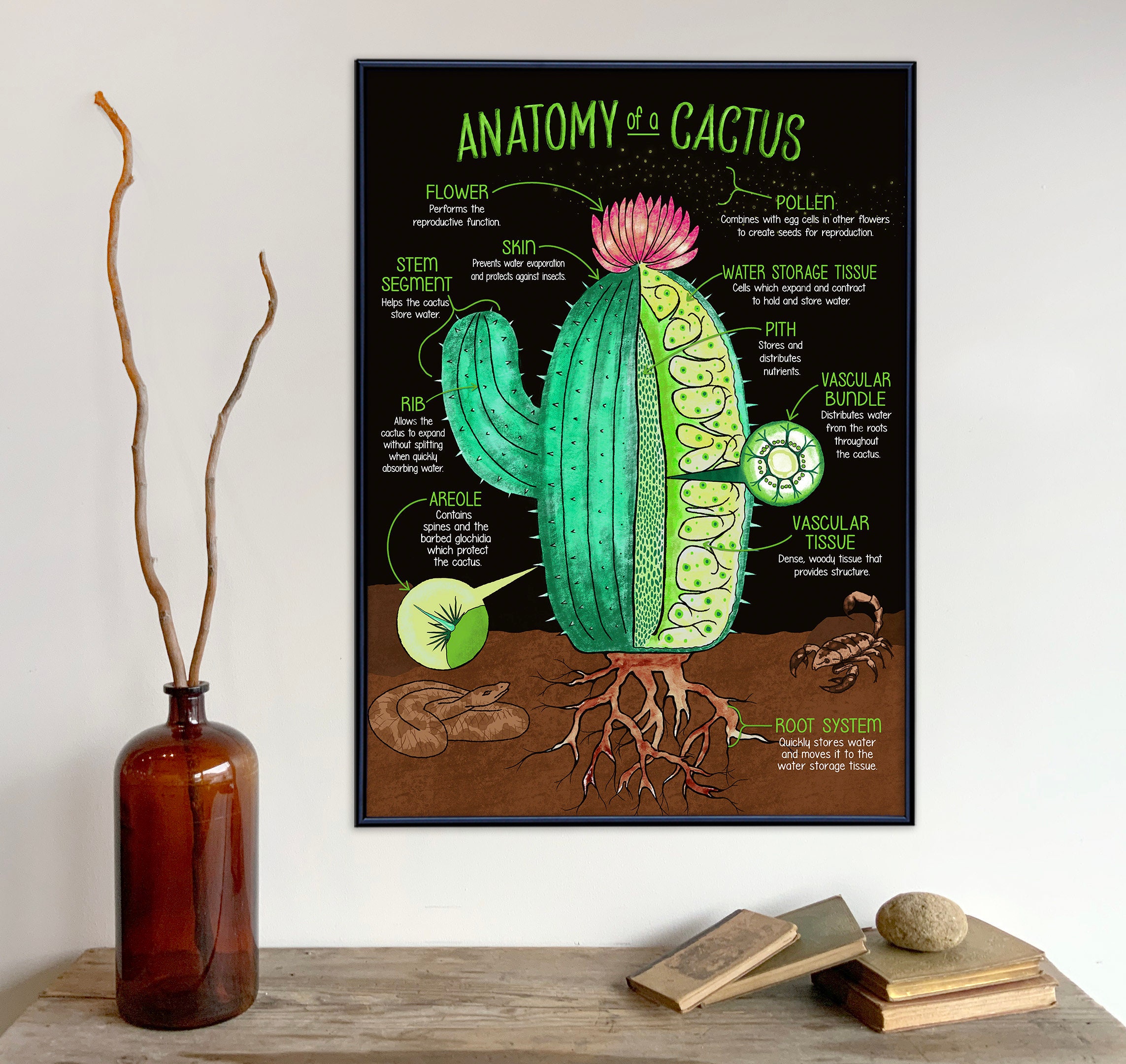 Illustrated Anatomy Of A Cactus Fine Art Print Plain Paper Etsy