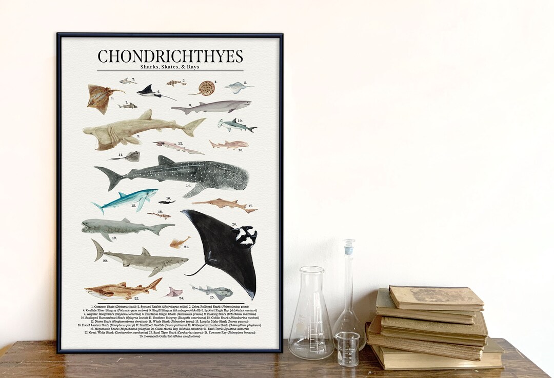 Class Chondrichthyes - Sharks, Rays, and More - Science Classroom ...
