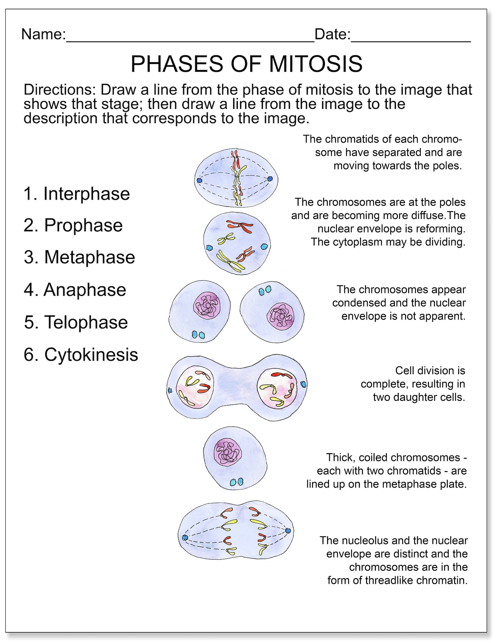 Phases of Mitosis Cellular Function Classroom Poster. Fine Art - Etsy
