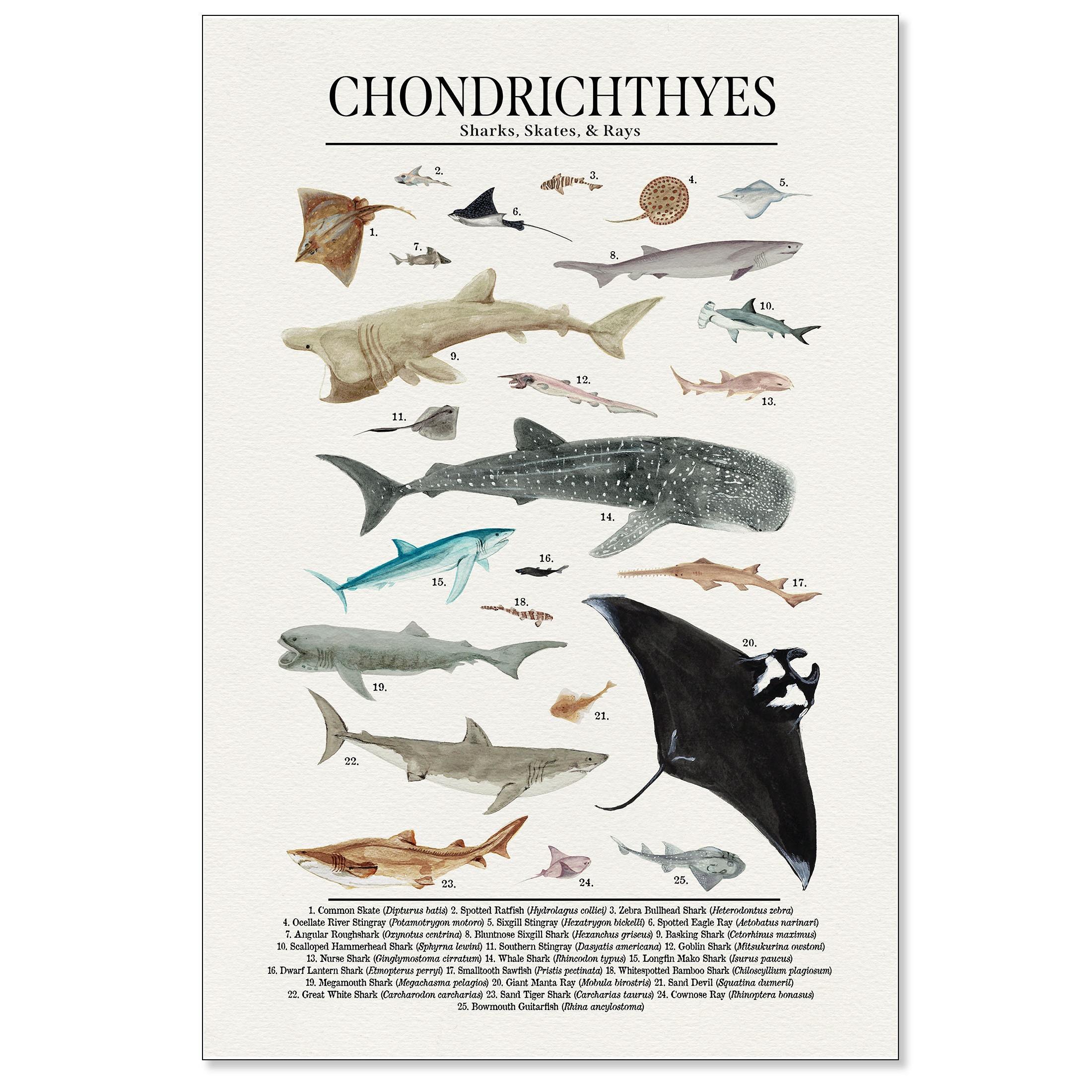 Chondrichthyes Rays