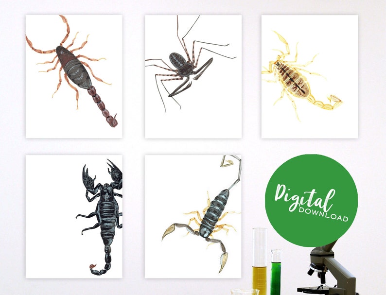 Scorpions Gallery Wall Elementary and Middle School Scientific ...