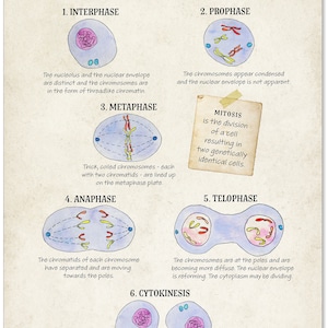 Cellular Structure and Functions Classroom Poster Set. Fine Art Paper ...