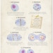 Cellular Structure and Functions Classroom Poster Set. Fine Art Paper ...