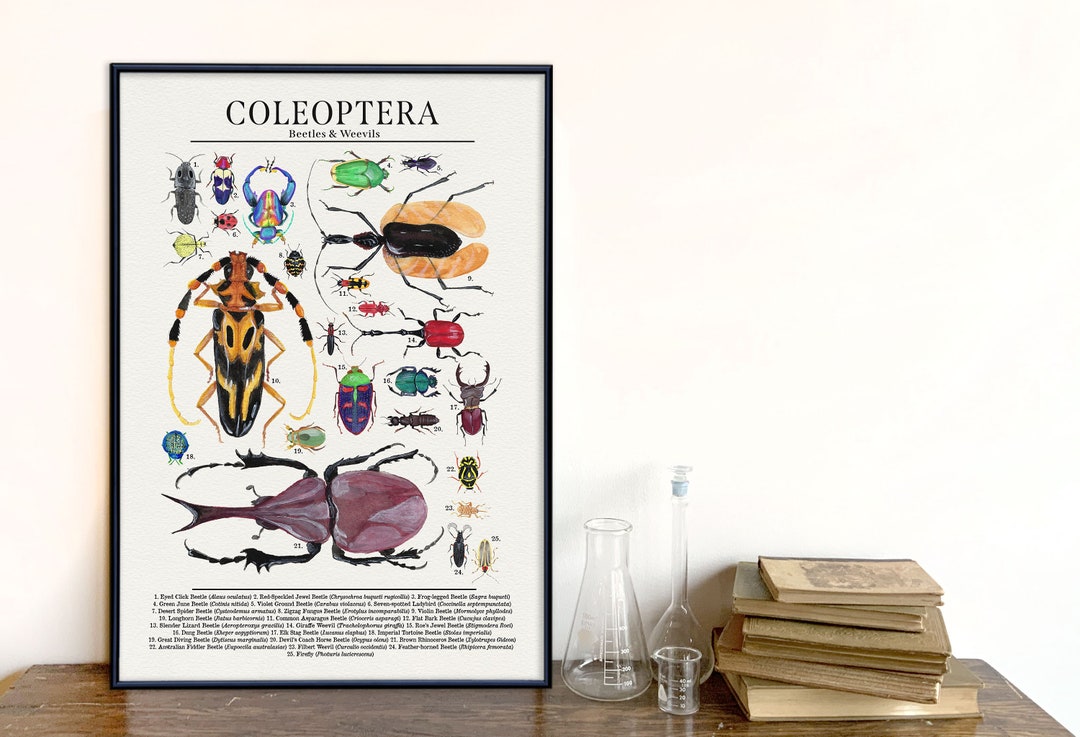 Order Coleoptera - Beetles and More - Science Classroom Poster. Fine ...