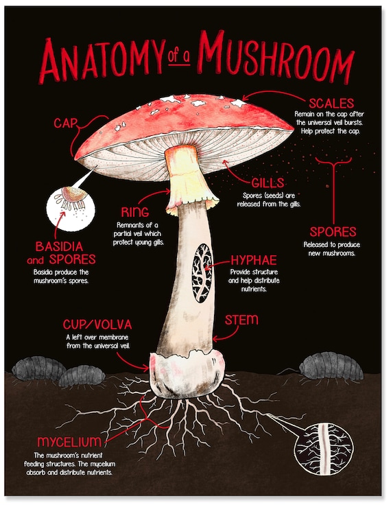 Mushroom Labeled