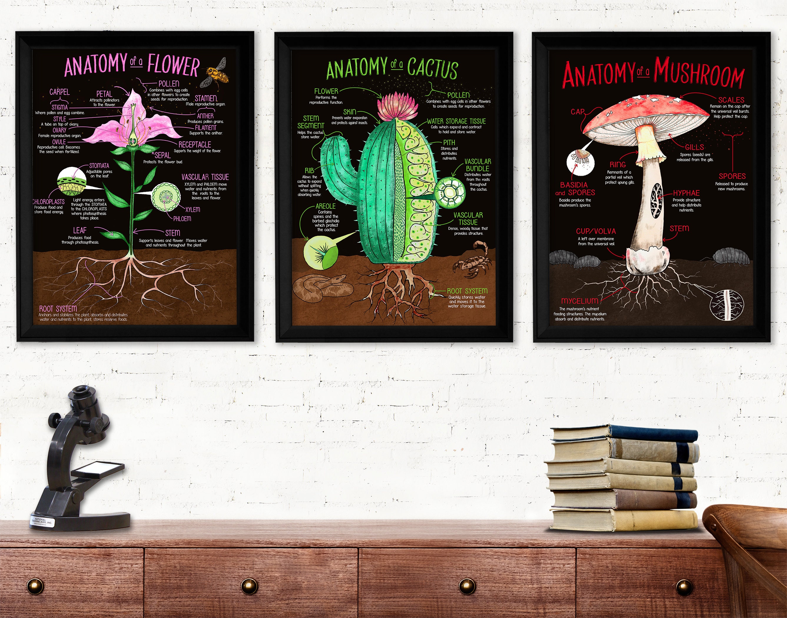Illustrated Plant Anatomy Fine Art Print Set Flower | Etsy