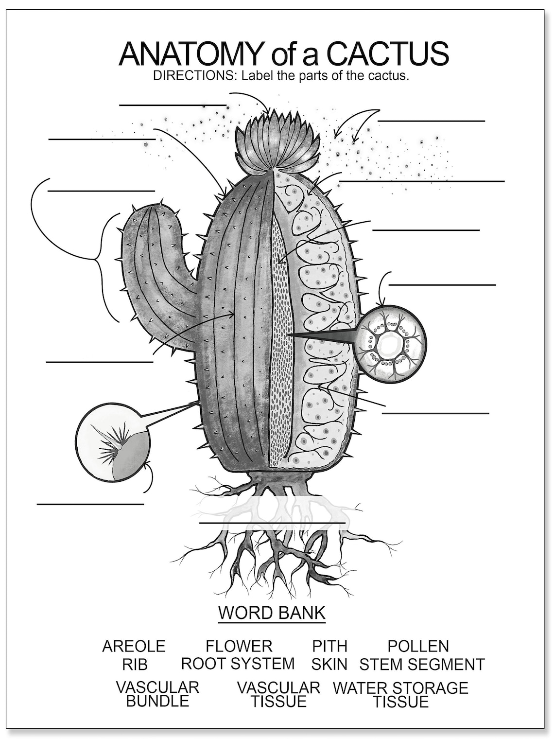 Illustrated Anatomy of a Cactus Fine Art Print. Plain Paper, Laminated ...