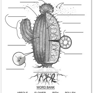 Illustrated Anatomy of a Cactus Fine Art Print. Plain Paper, Laminated ...