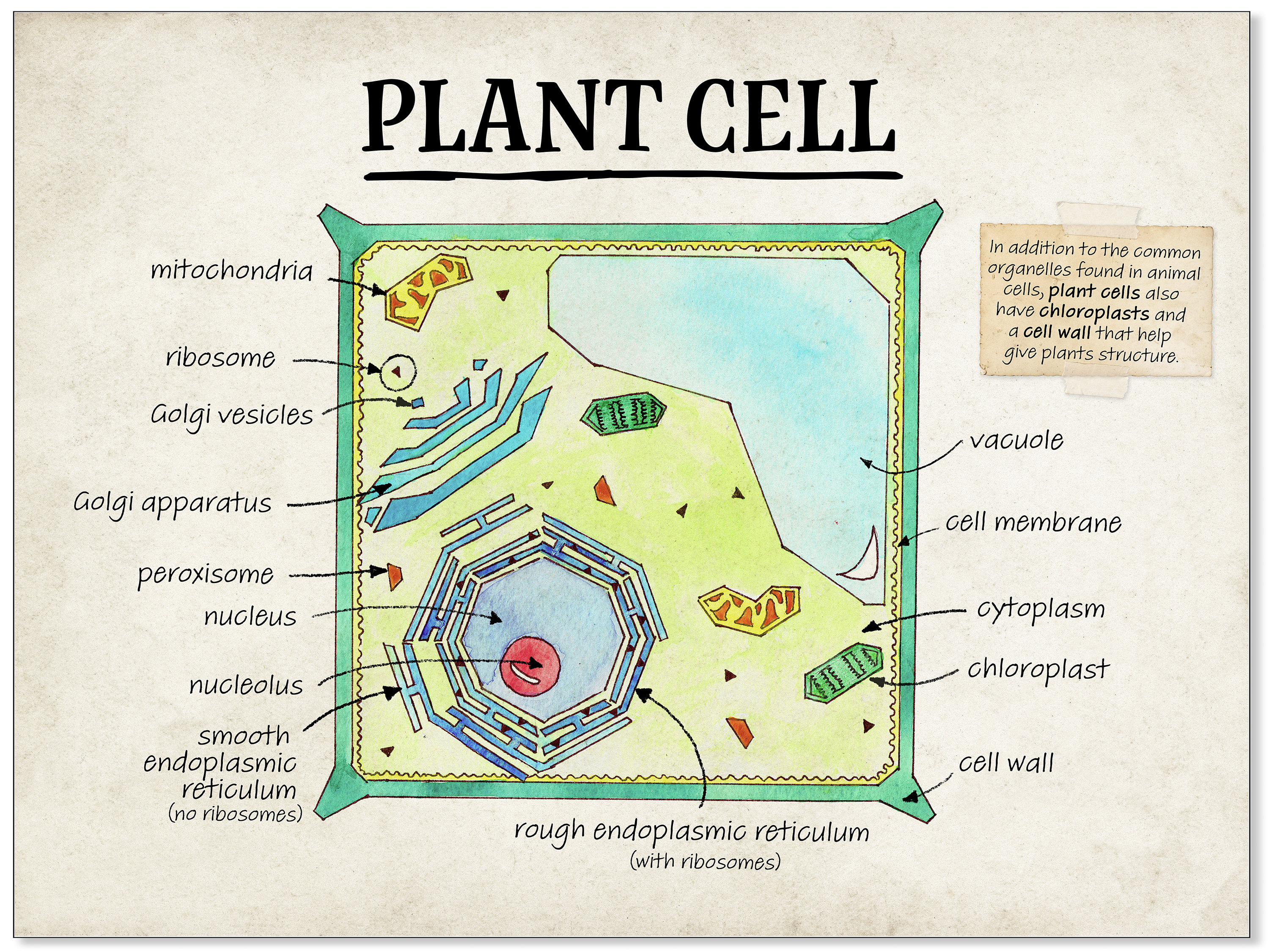 Plant Cell Cellular Structure Classroom Poster. Fine Art | Etsy
