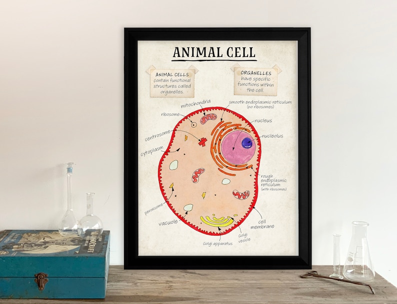 Cellular Structure and Functions Classroom Poster Set. Fine - Etsy