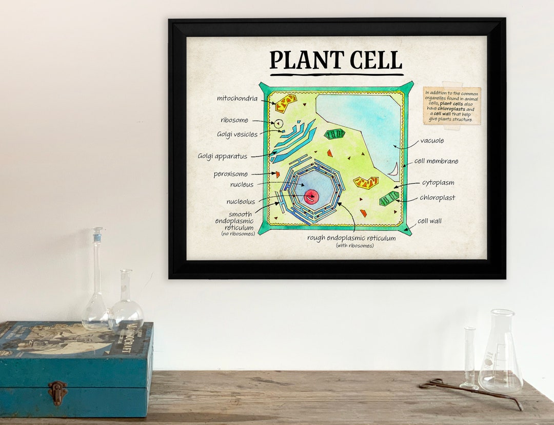 Plant Cell Cellular Structure Classroom Poster. Fine Art Paper ...