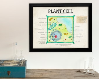 Animal Cell Cellular Structure Classroom Poster. Fine Art | Etsy