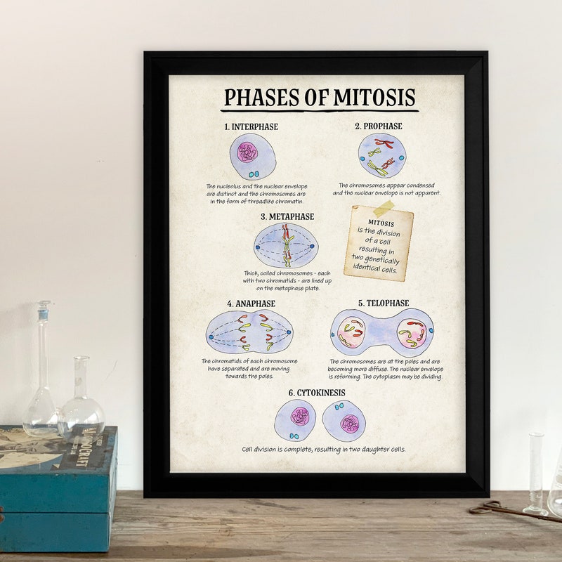Mitosis Poster - Etsy