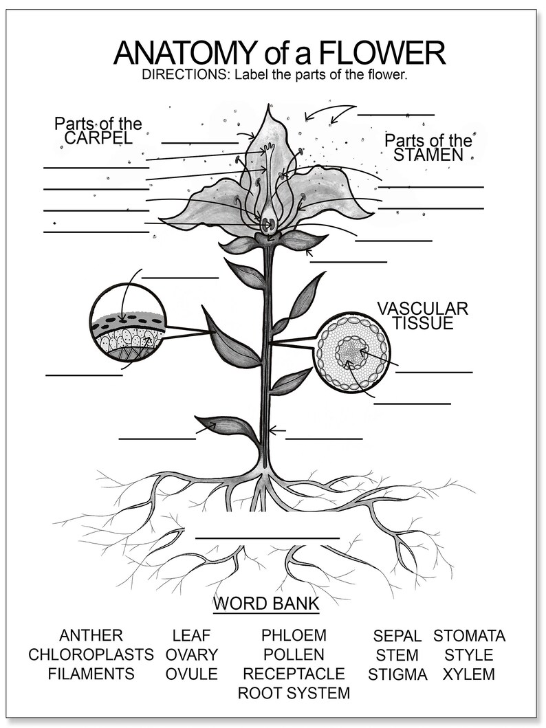 Illustrated Anatomy of a Flower Fine Art Print. Plain Paper, Laminated ...