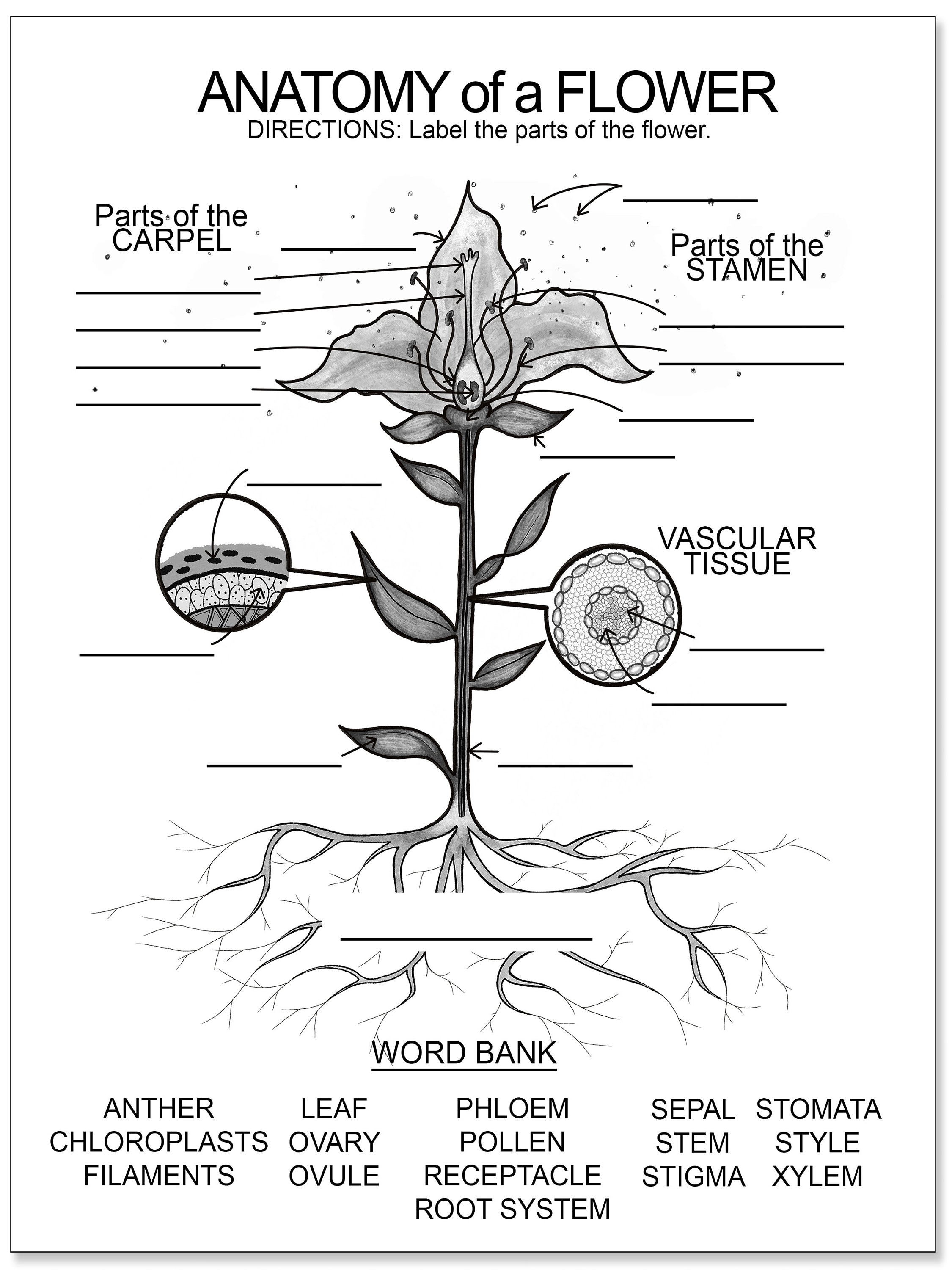Blank Flower Diagram
