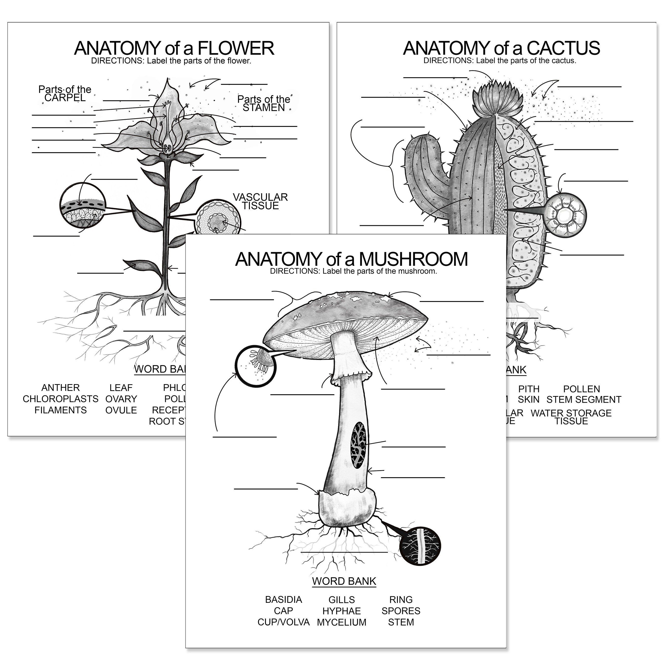 Illustrated Plant Anatomy Fine Art Print Set Flower | Etsy