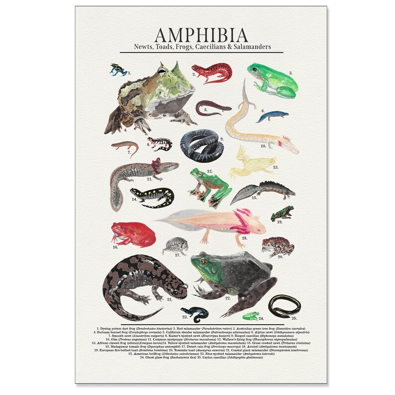 Class Amphibia - Frogs, Newts, Salamanders, and More - Science ...