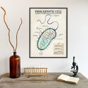 Prokaryotic Cell Cellular Structure Classroom Poster. Fine Art Paper ...