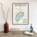 Prokaryotic Cell Cellular Structure Classroom Poster. Fine Art Paper ...