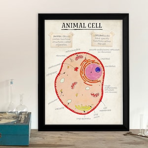Animal Cell Cellular Structure Classroom Poster. Fine Art Paper ...