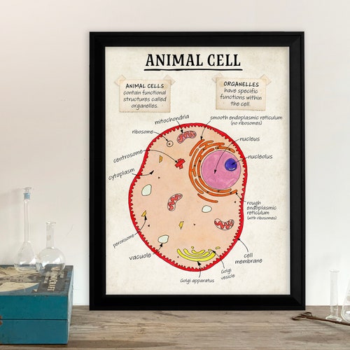 DNA Cellular Function Classroom Poster. Fine Art Paper - Etsy