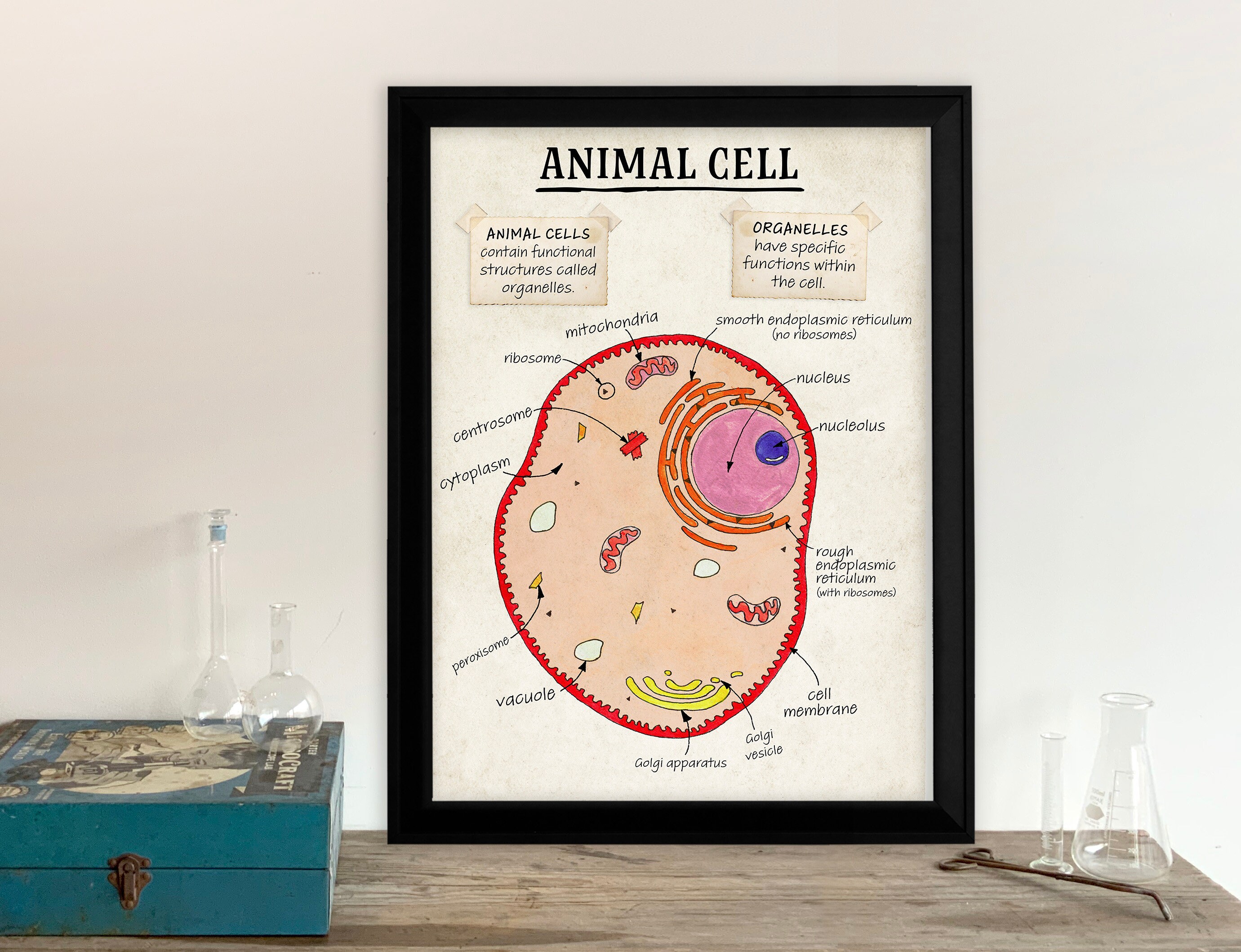 Animal Cell Cellular Structure Classroom Poster. Fine Art | Etsy