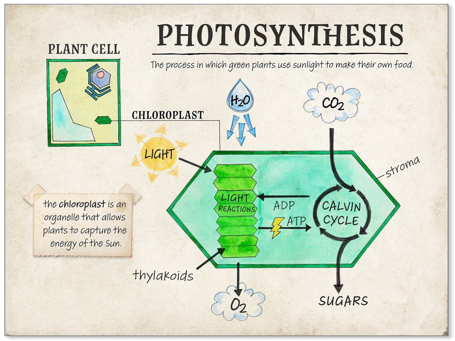 Cellular Structure and Functions Classroom Poster Set. Fine Art Paper ...